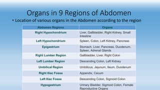 9 Regions Of Abdomen And Their Organs