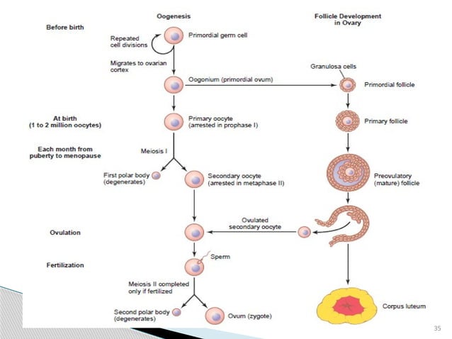 Reproductive system physiology power point.pptx