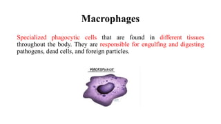 DPT - Physiology - II (Blood Physiology) Reticuloendothelial systems | PPTX