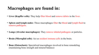 DPT - Physiology - II (Blood Physiology) Reticuloendothelial systems | PPTX