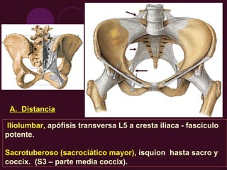 Artrología de los Miembros Inferiores | PPT