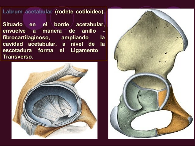Artrología de los Miembros Inferiores