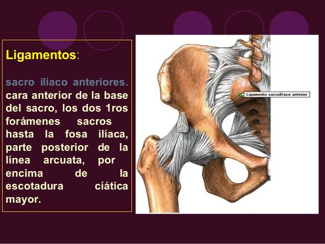 Artrología de los Miembros Inferiores