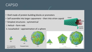 ROLE OF VIRUSES IN PERIODONTAL DISEASES | PPTX