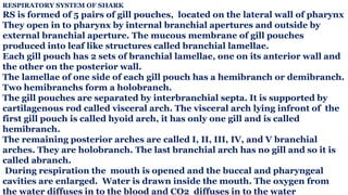 9 SHARK Respiration.pptx