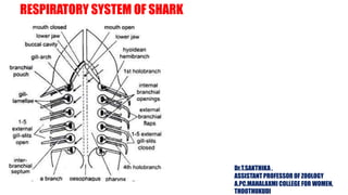 Shark Respiratory System