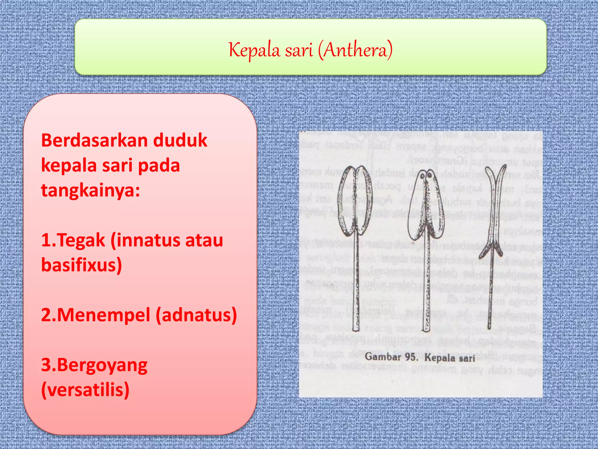 PPT Morfologi Tumbuhan - Jenis dan Bagian Bunga | PPTX