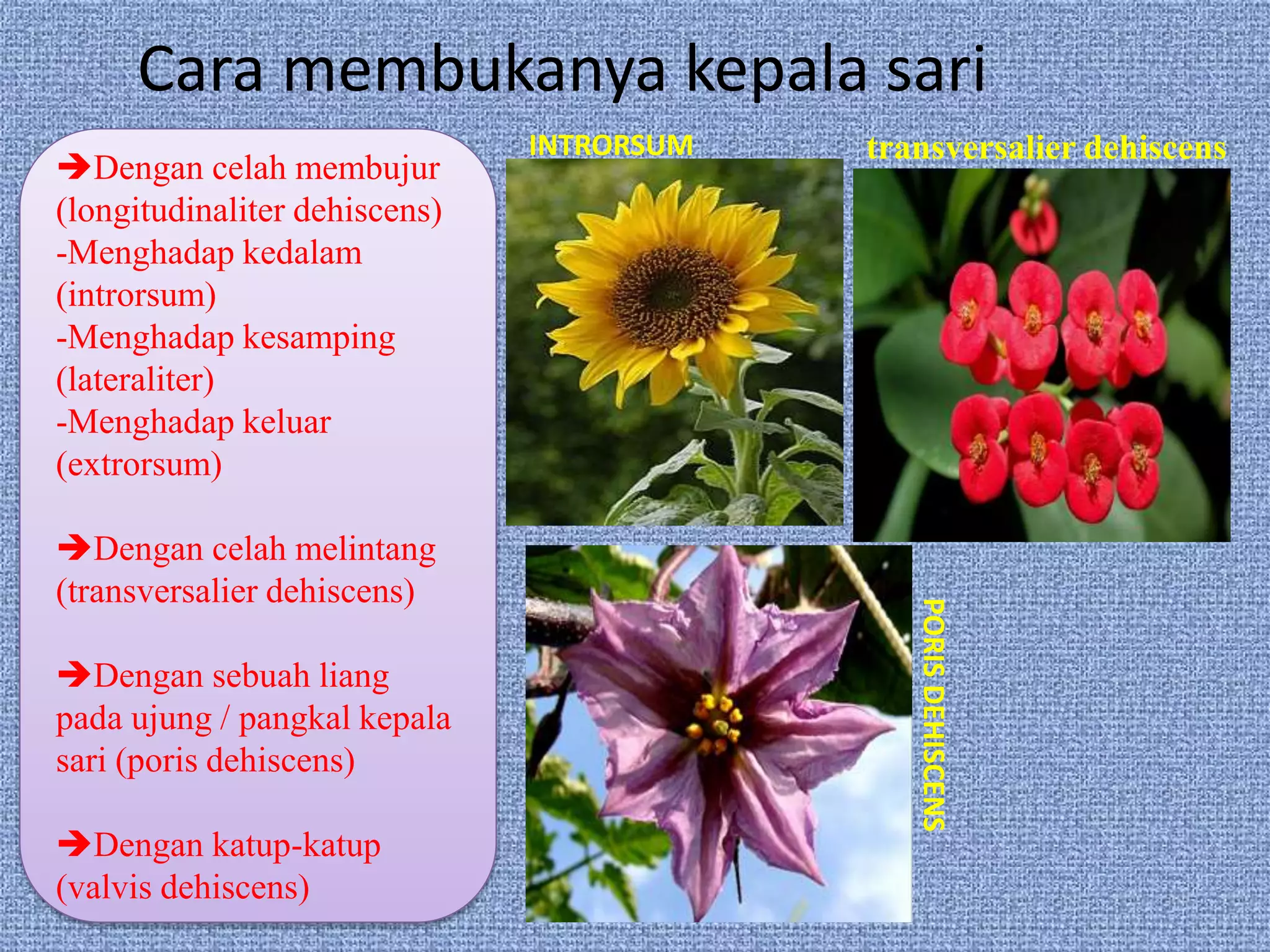 PPT Morfologi Tumbuhan - Jenis dan Bagian Bunga | PPTX