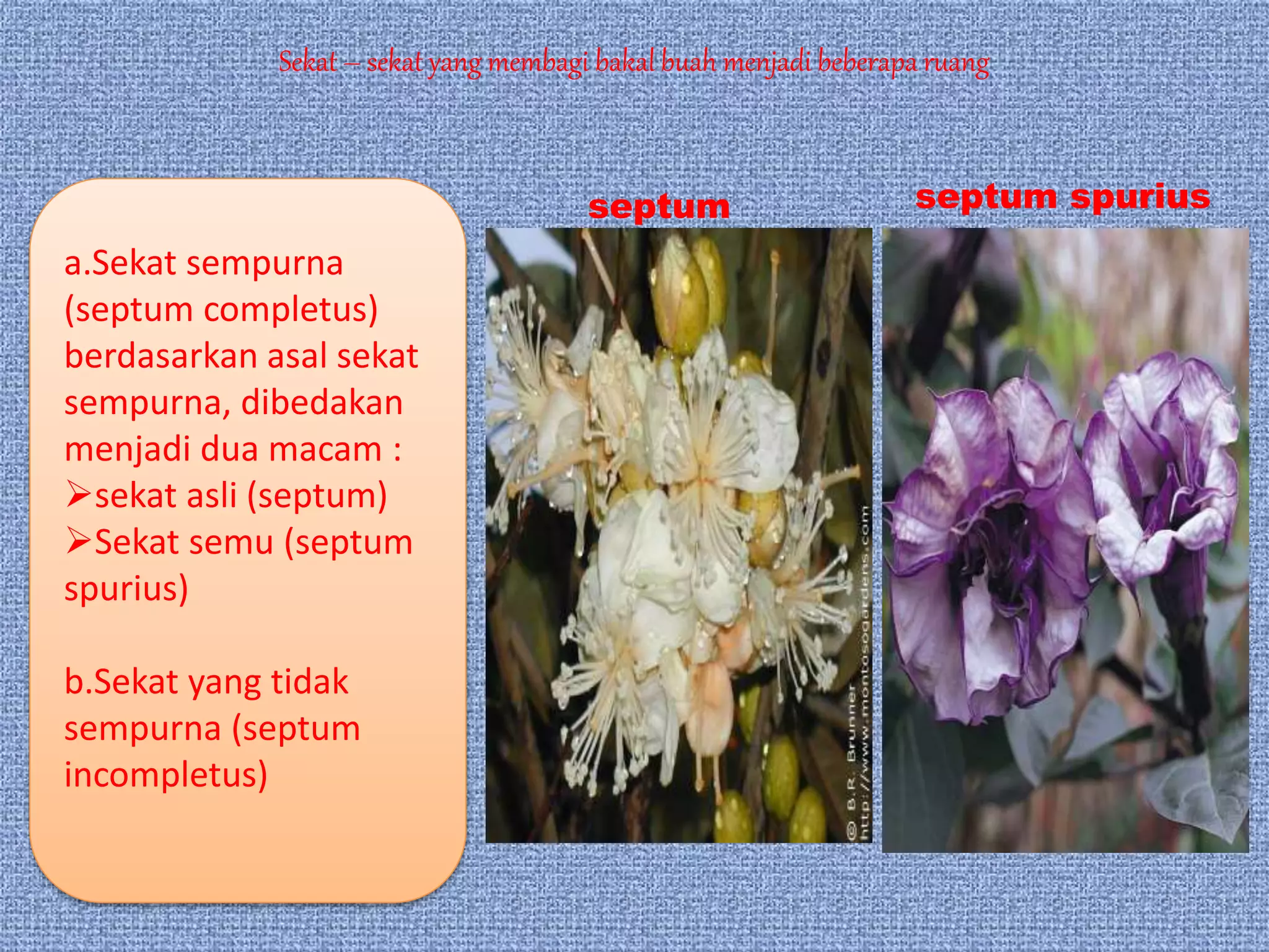 PPT Morfologi Tumbuhan - Jenis dan Bagian Bunga | PPTX