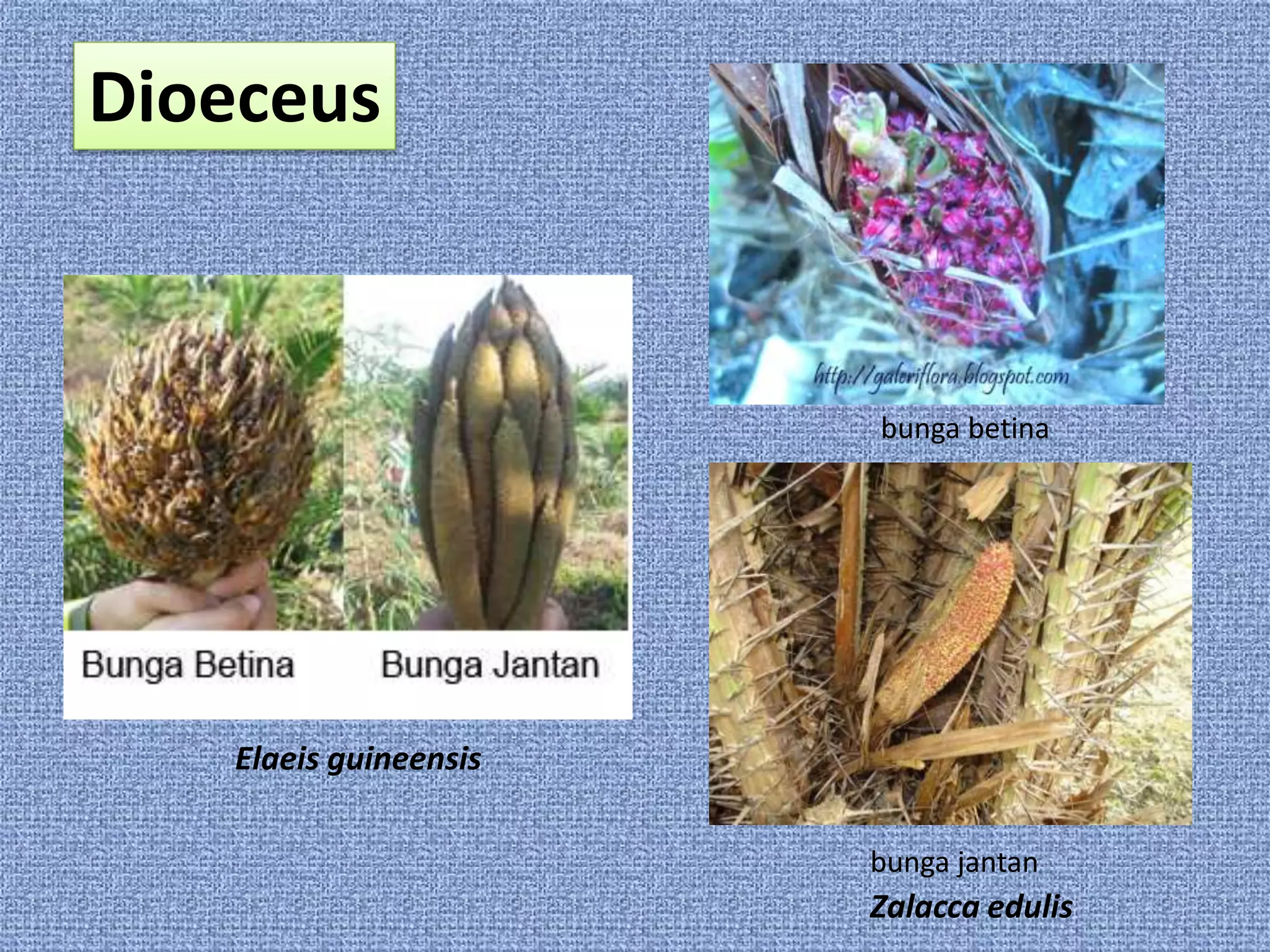 PPT Morfologi Tumbuhan - Jenis dan Bagian Bunga | PPTX