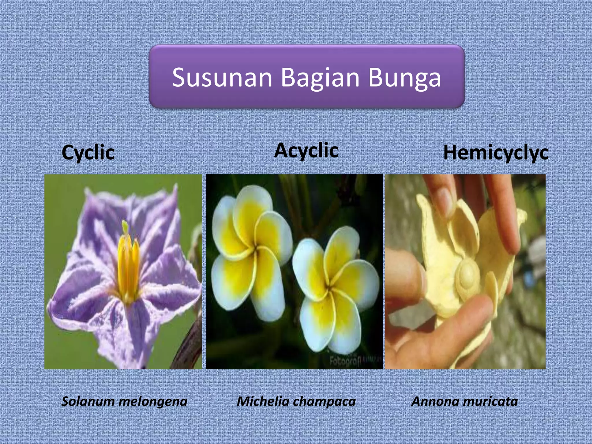 PPT Morfologi Tumbuhan - Jenis dan Bagian Bunga | PPTX