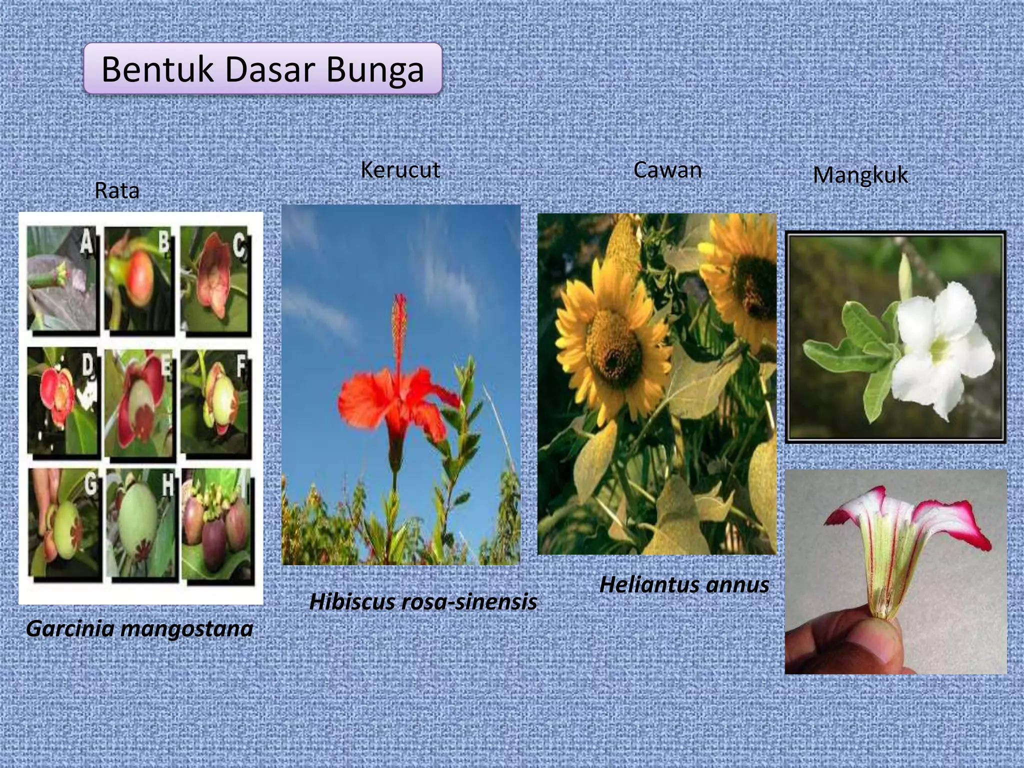 PPT Morfologi Tumbuhan - Jenis dan Bagian Bunga | PPTX