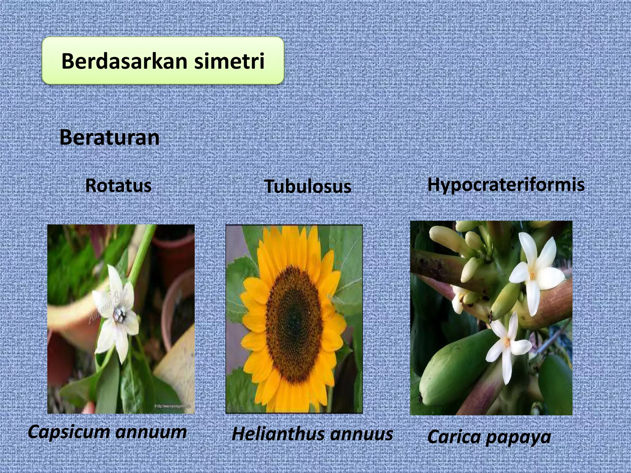PPT Morfologi Tumbuhan - Jenis dan Bagian Bunga | PPTX