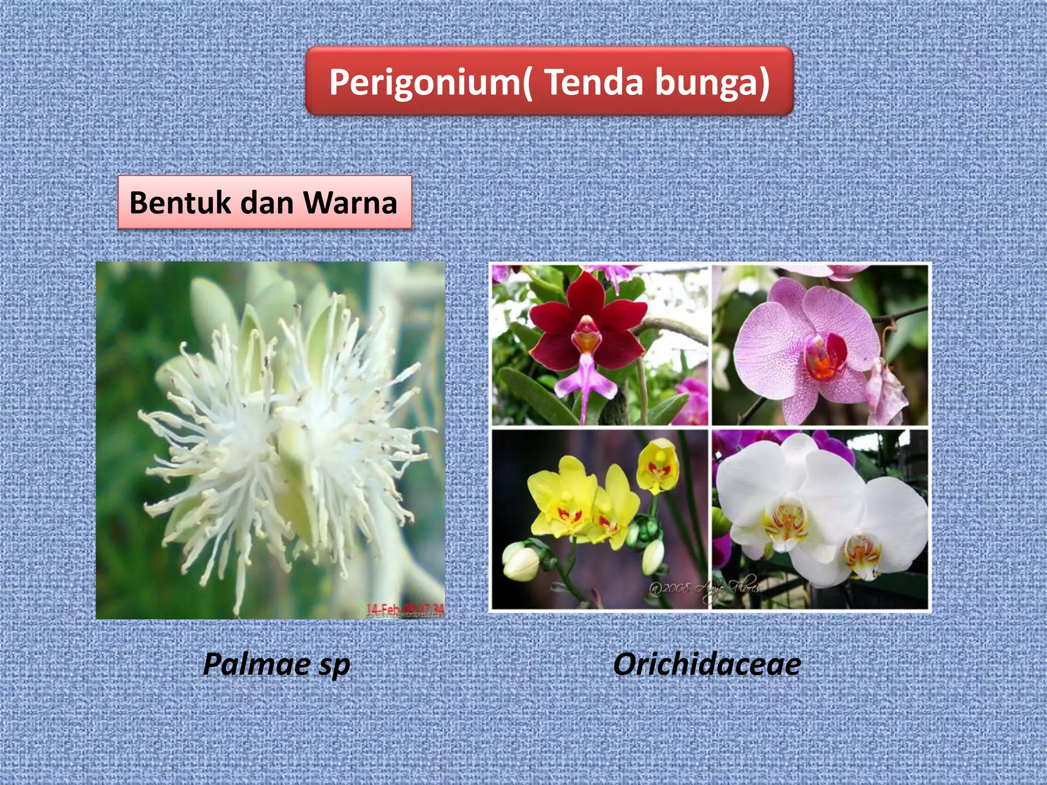 PPT Morfologi Tumbuhan - Jenis dan Bagian Bunga | PPTX