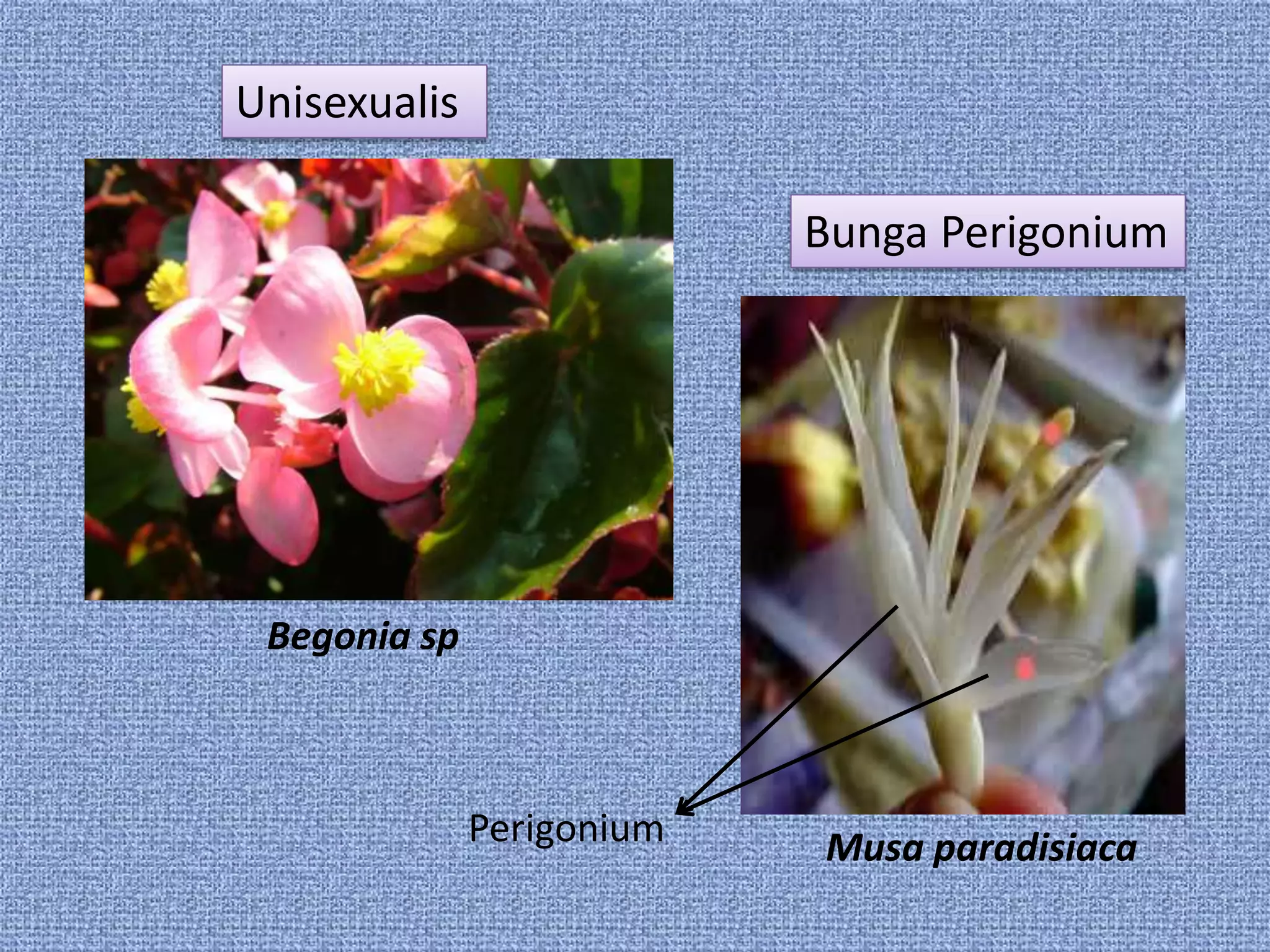 PPT Morfologi Tumbuhan - Jenis dan Bagian Bunga | PPTX