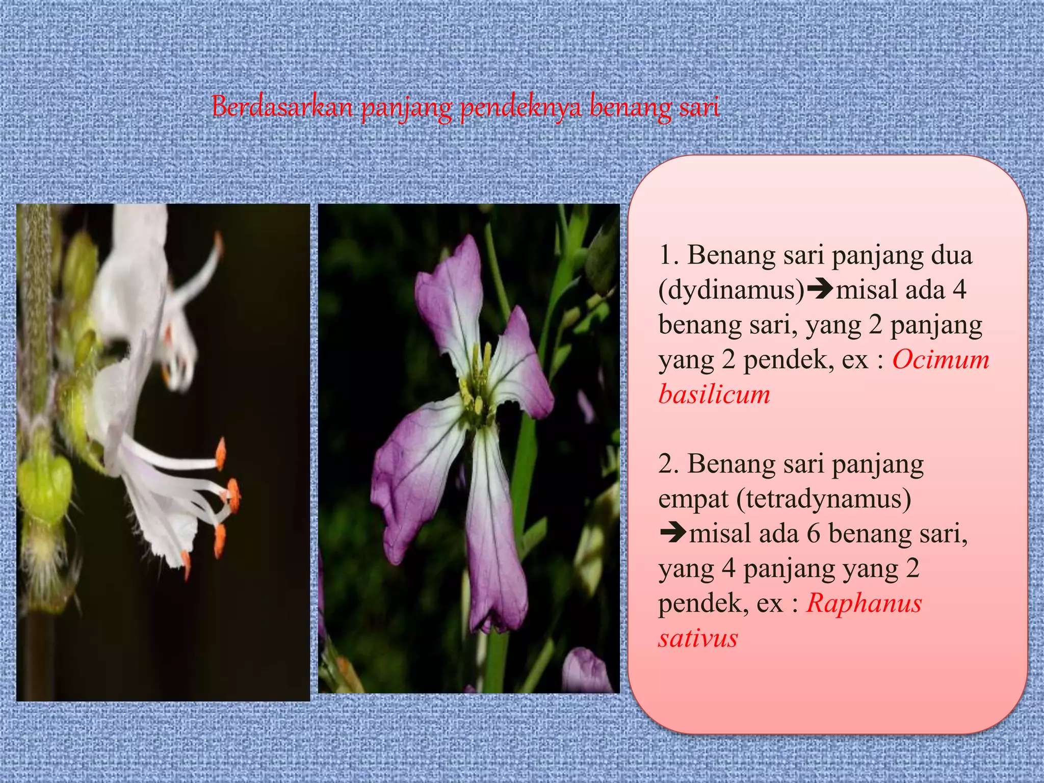 PPT Morfologi Tumbuhan - Jenis dan Bagian Bunga | PPTX