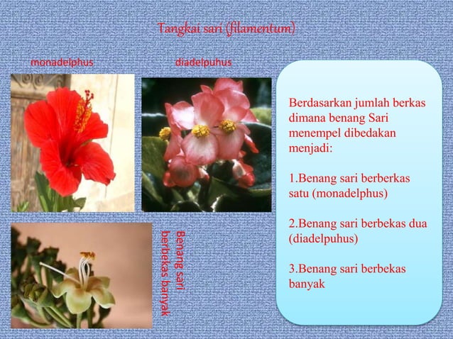 PPT Morfologi Tumbuhan - Jenis dan Bagian Bunga | PPTX