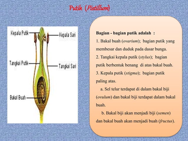 PPT Morfologi Tumbuhan - Jenis dan Bagian Bunga | PPTX