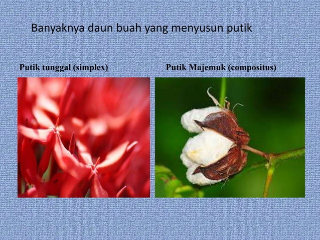 PPT Morfologi Tumbuhan - Jenis dan Bagian Bunga | PPTX