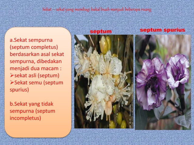 PPT Morfologi Tumbuhan - Jenis dan Bagian Bunga | PPTX