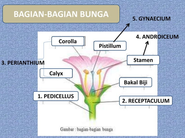 PPT Morfologi Tumbuhan - Jenis dan Bagian Bunga | PPTX