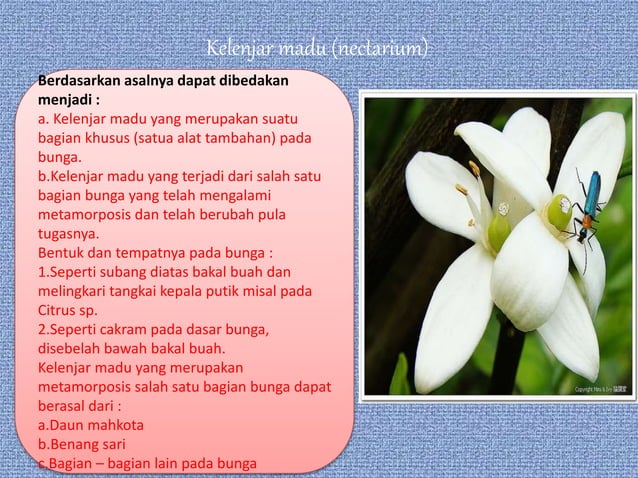 PPT Morfologi Tumbuhan - Jenis dan Bagian Bunga | PPTX