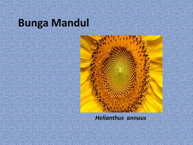 PPT Morfologi Tumbuhan - Jenis dan Bagian Bunga | PPTX