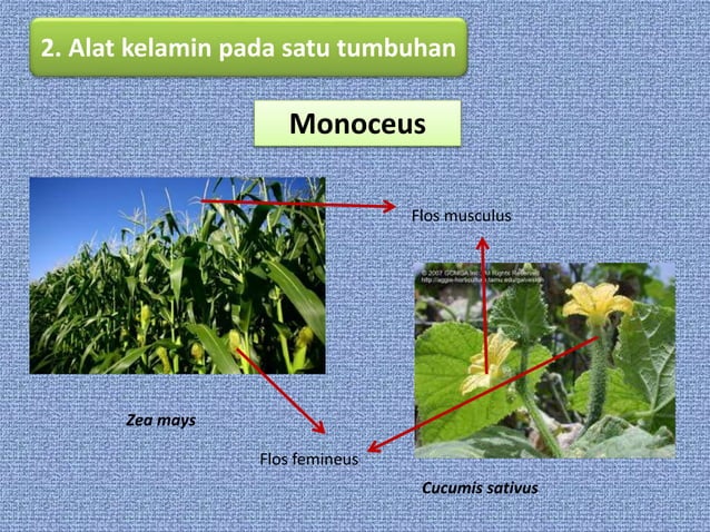 PPT Morfologi Tumbuhan - Jenis dan Bagian Bunga | PPTX