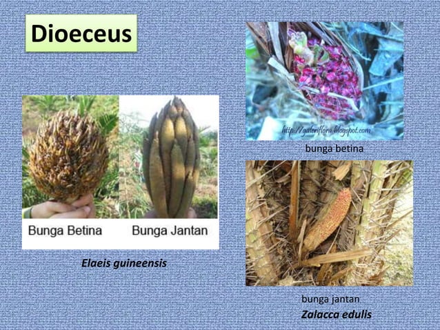 PPT Morfologi Tumbuhan - Jenis dan Bagian Bunga | PPTX