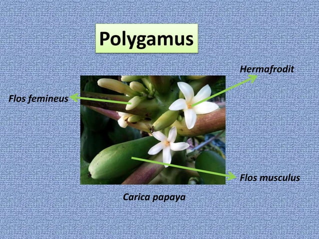 PPT Morfologi Tumbuhan - Jenis dan Bagian Bunga | PPTX