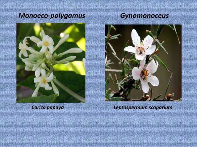 PPT Morfologi Tumbuhan - Jenis dan Bagian Bunga | PPTX