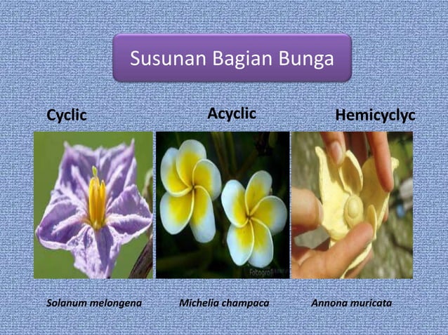 PPT Morfologi Tumbuhan - Jenis dan Bagian Bunga | PPTX