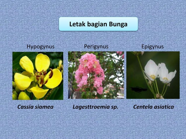 PPT Morfologi Tumbuhan - Jenis dan Bagian Bunga | PPTX