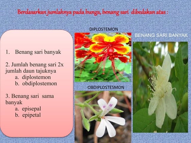 PPT Morfologi Tumbuhan - Jenis dan Bagian Bunga | PPTX