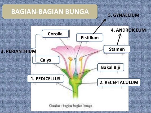 20 Gambar Bunga Terong Dan Bagiannya Galeri Bunga Hd - Riset