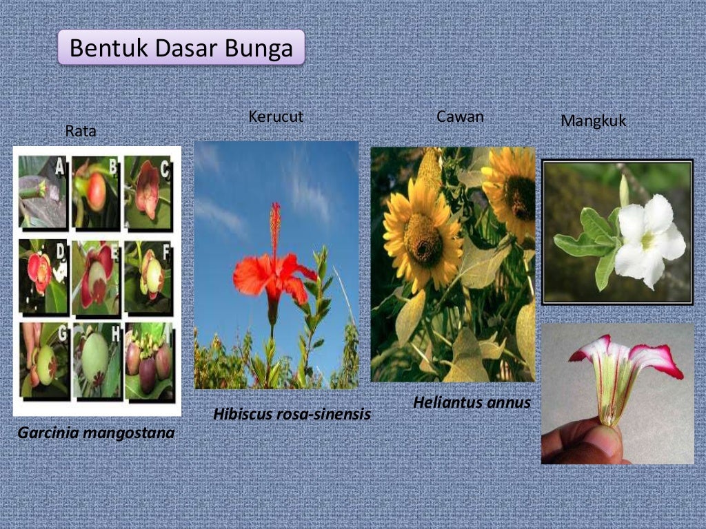 Ppt Morfologi Tumbuhan Bunga - Riset
