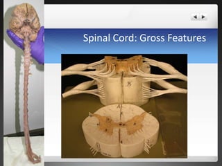 Spinal Cord Gross Anatomy