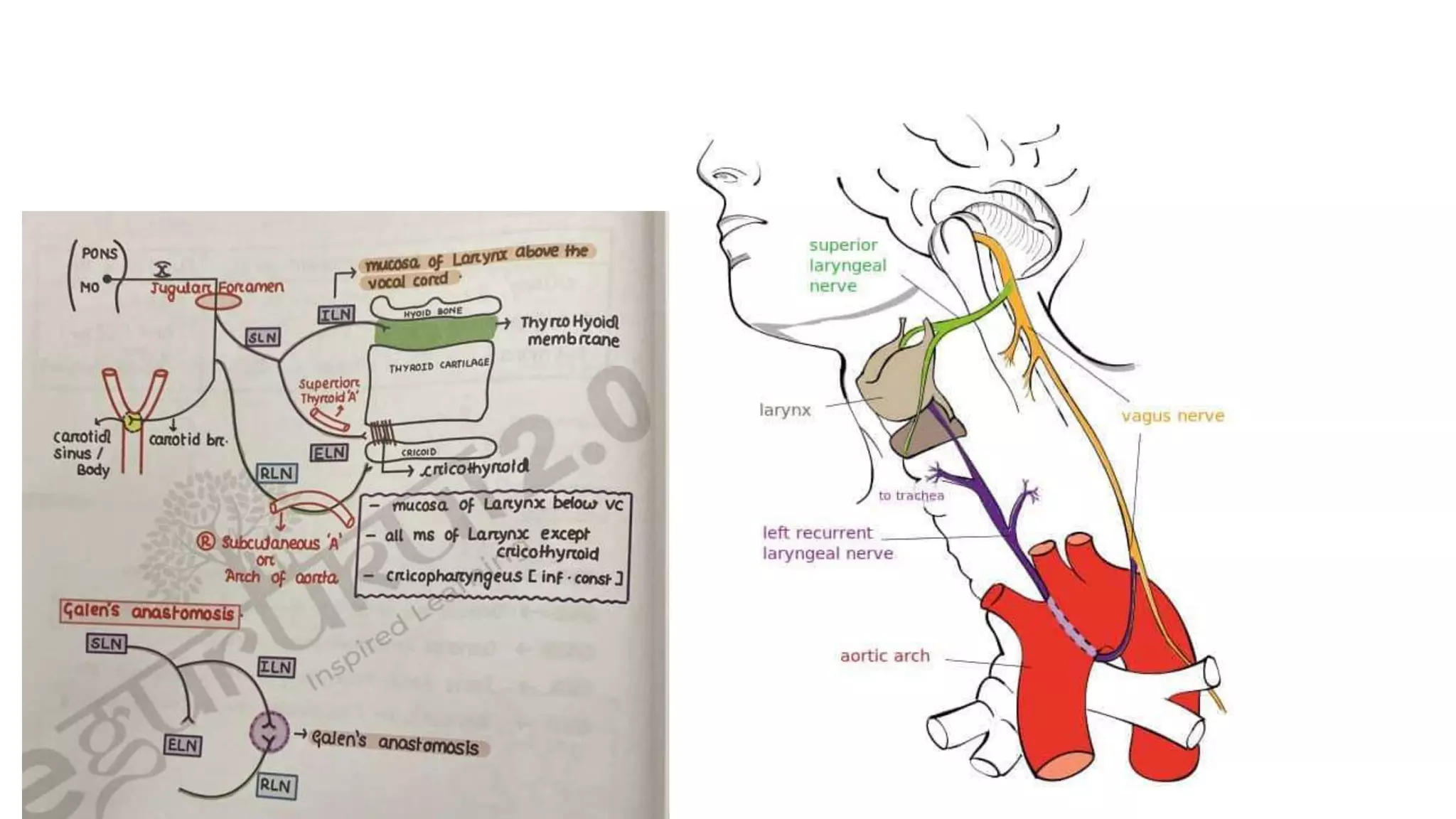 9TH 10TH 11TH 12TH CRANIAL NERVES.pptx