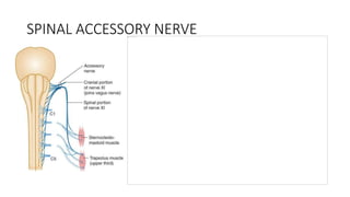 9TH 10TH 11TH 12TH CRANIAL NERVES.pptx