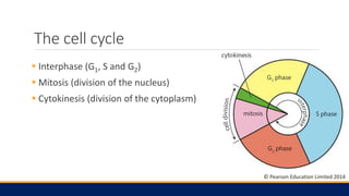 9th_2025-I-05_-_The_cell_cycleeeeeeeeeee (1).pdf