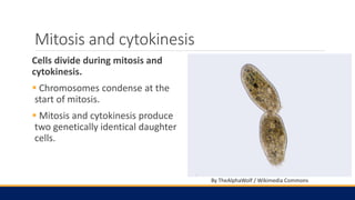 9th_2025-I-06_-_Mitosis_and_cytokinesis (1).pdf
