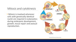 9th_2025-I-06_-_Mitosis_and_cytokinesis (1).pdf
