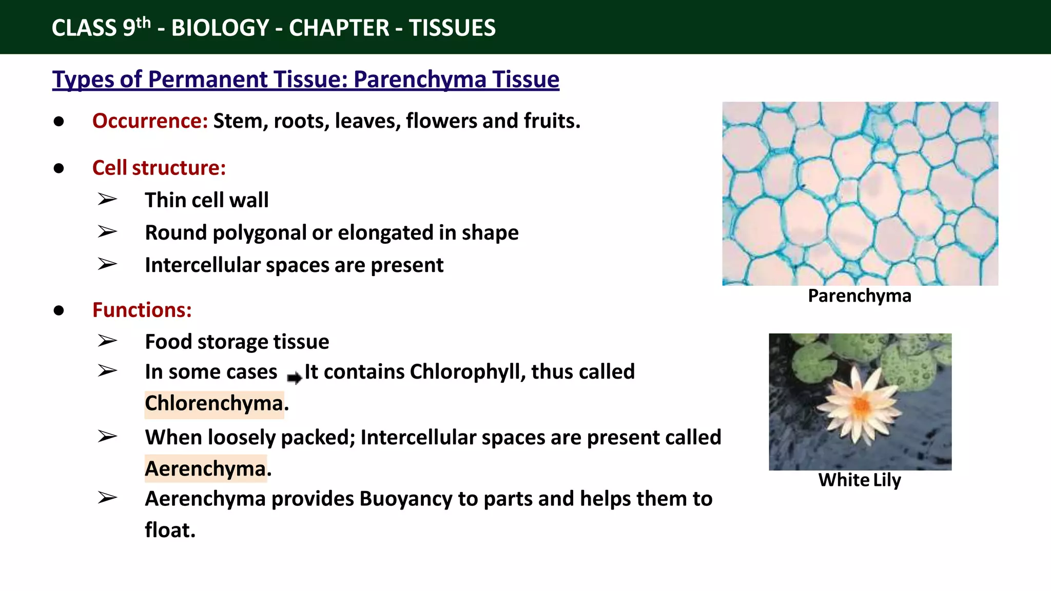 9th Biology - Chapter 2 Tissues.pptx | Gardening | Home & Garden