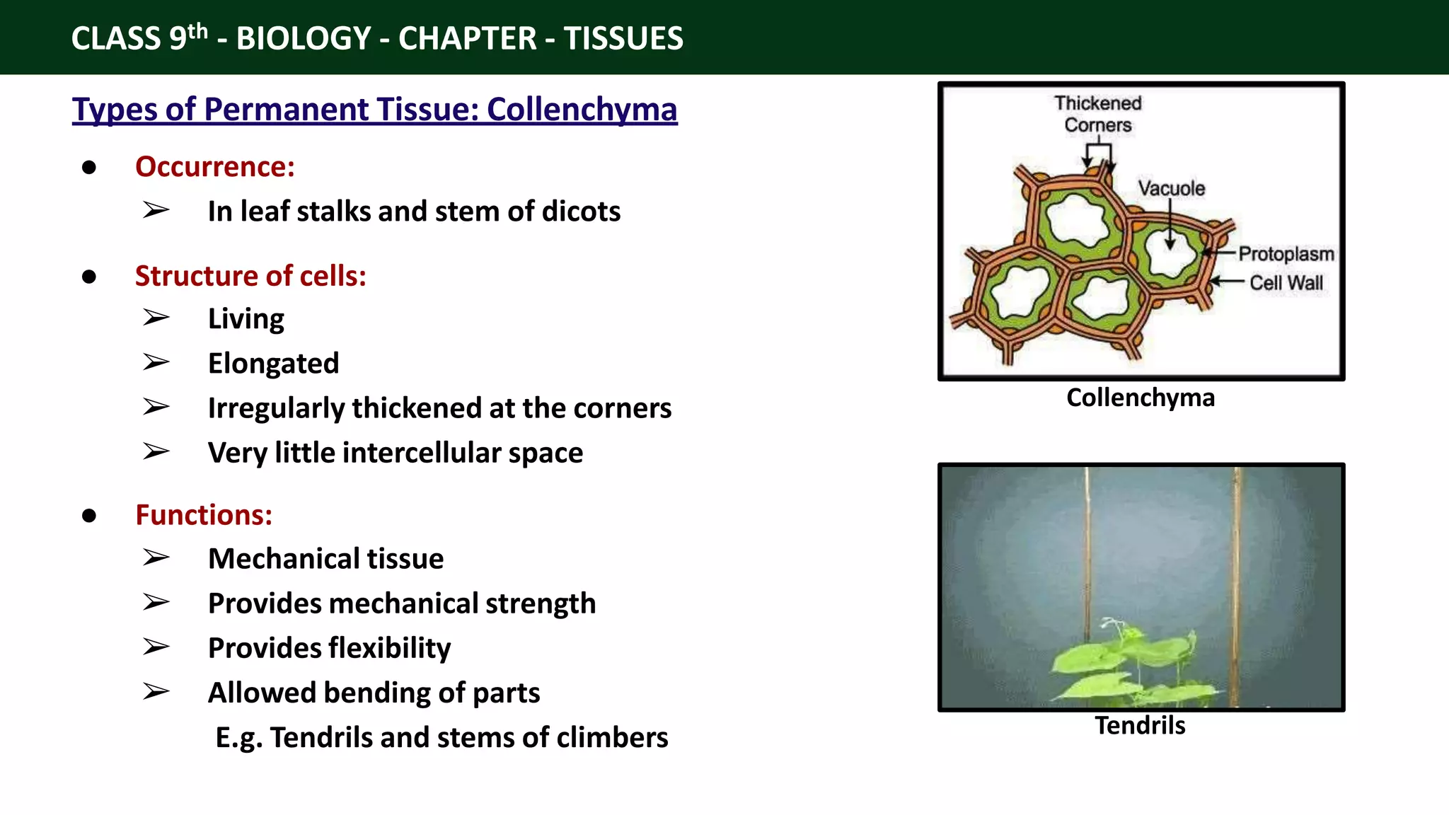 9th Biology - Chapter 2 Tissues.pptx | Gardening | Home & Garden