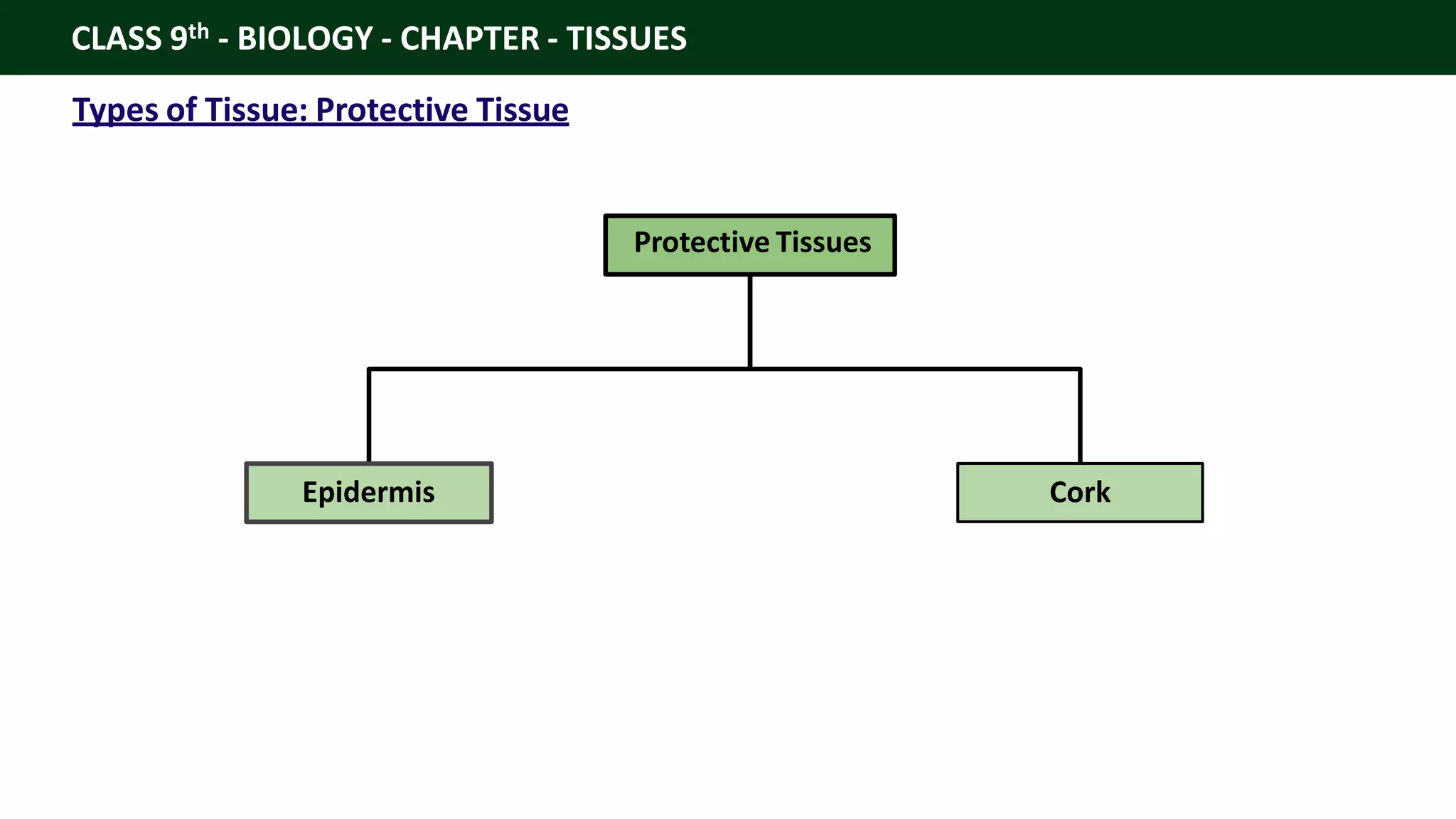 9th Biology - Chapter 2 Tissues.pptx