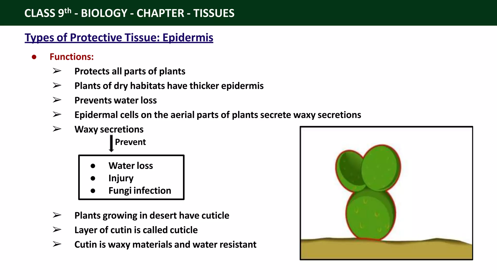 9th Biology - Chapter 2 Tissues.pptx