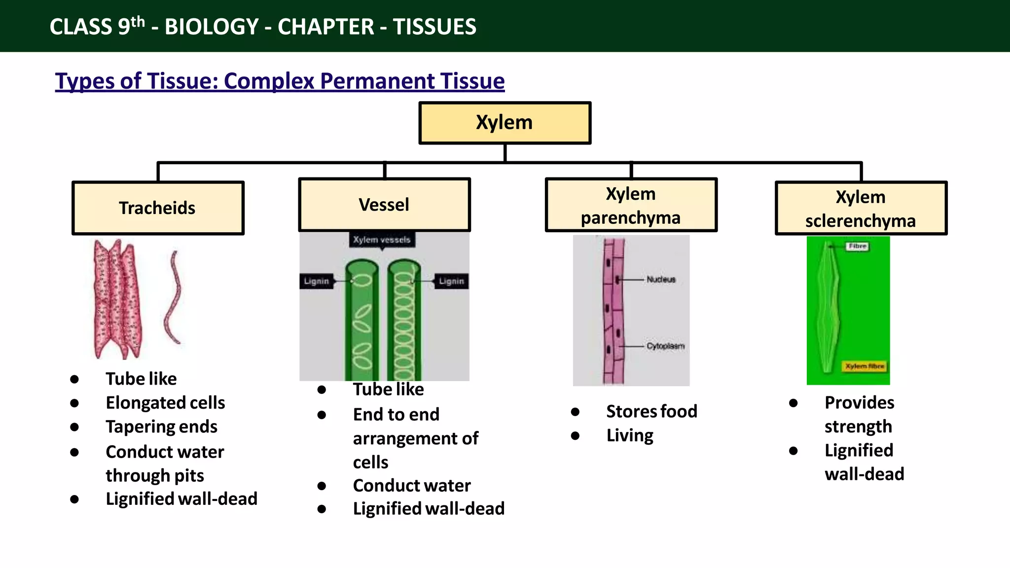 9th Biology - Chapter 2 Tissues.pptx