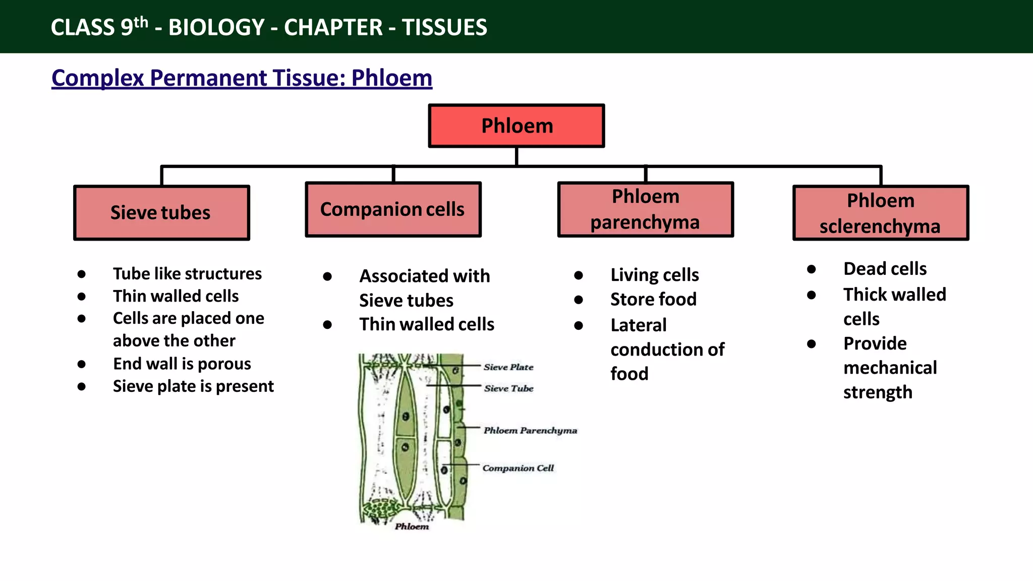 9th Biology - Chapter 2 Tissues.pptx