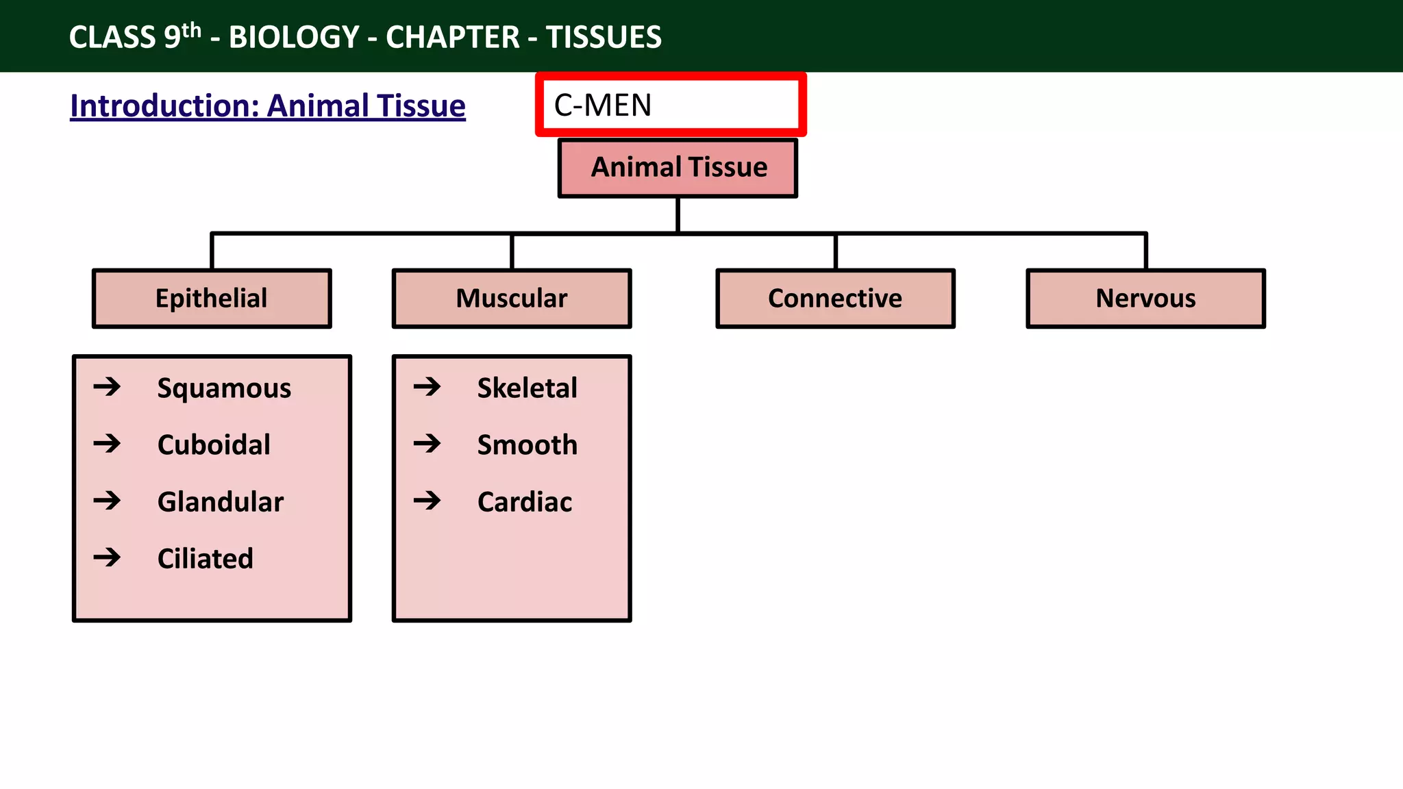 9th Biology - Chapter 2 Tissues.pptx