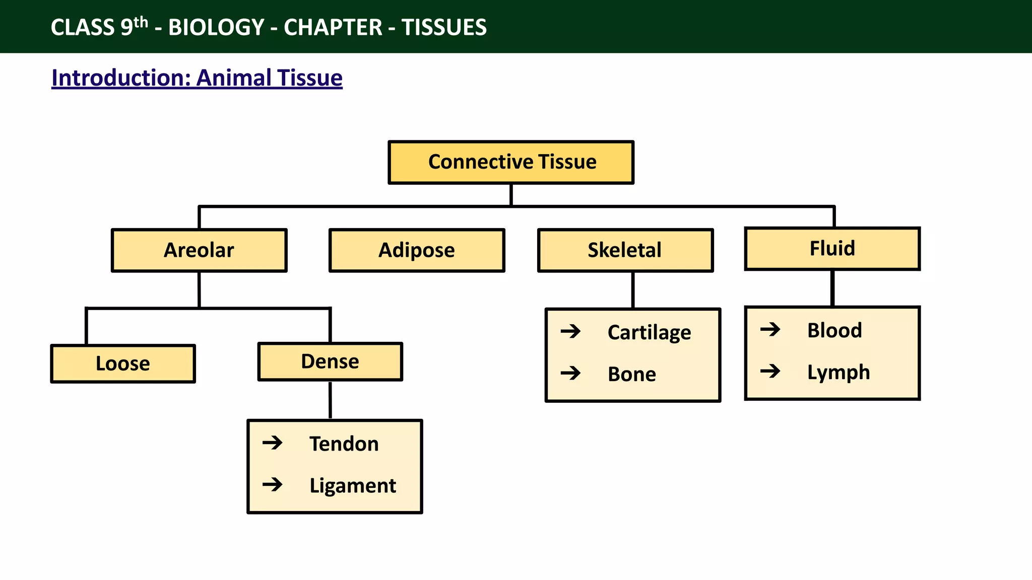 9th Biology - Chapter 2 Tissues.pptx